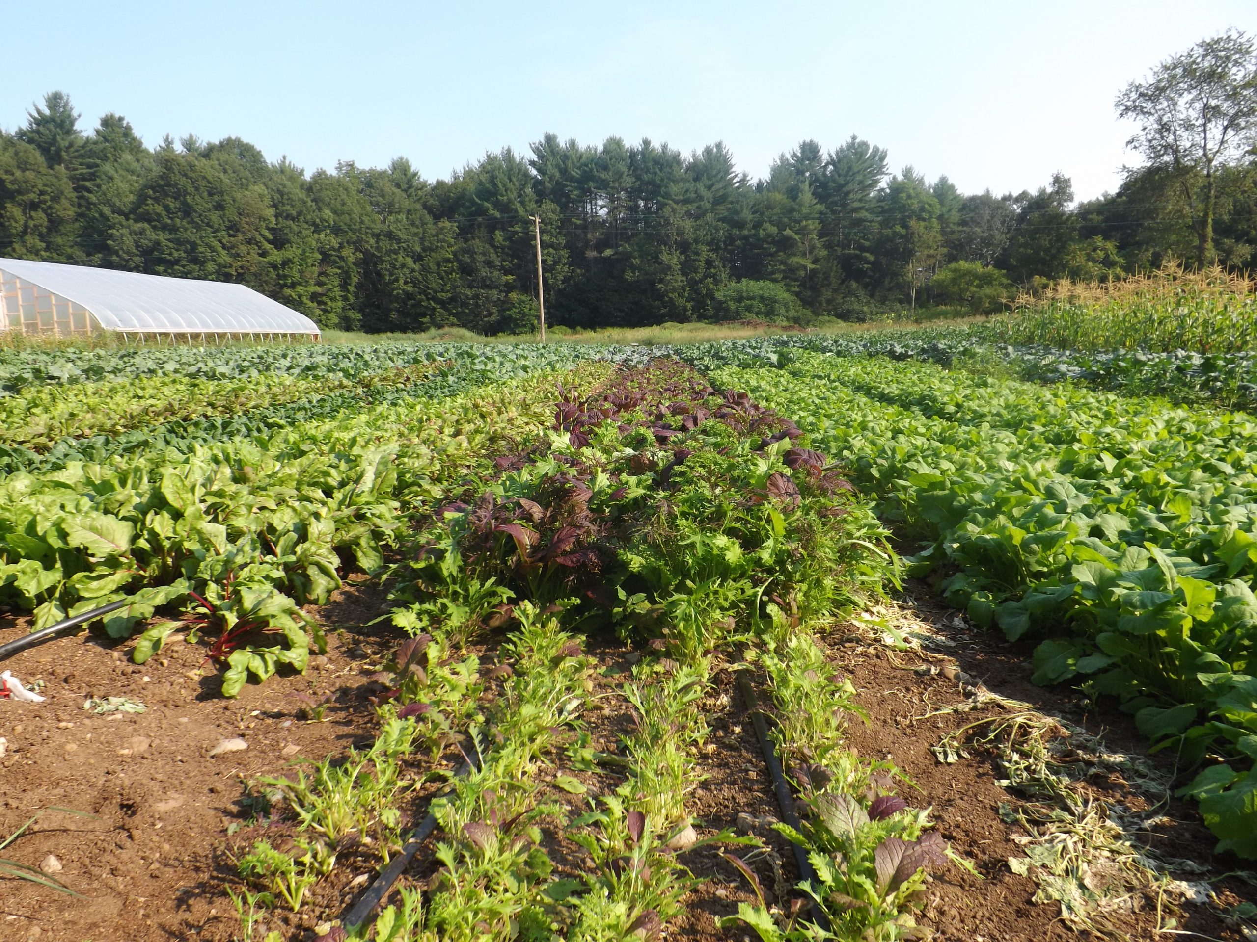 Mission & Vision - Stonewall Farm