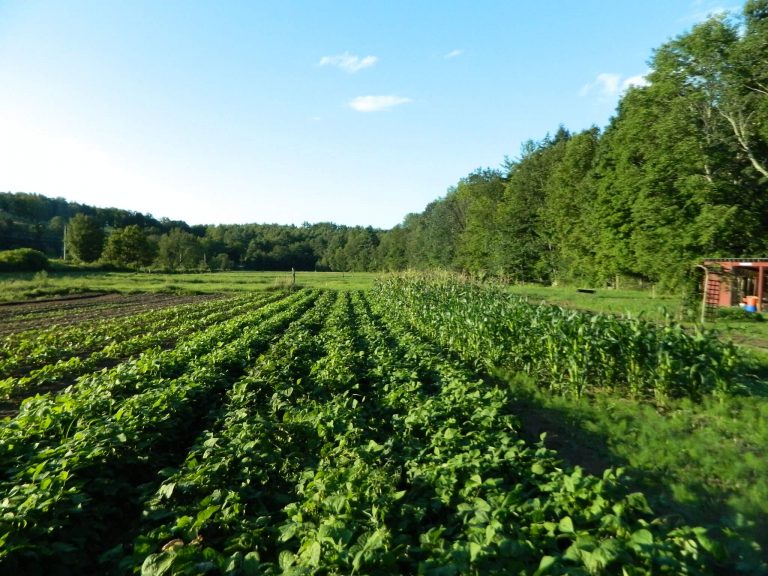 About the Farm - Stonewall Farm